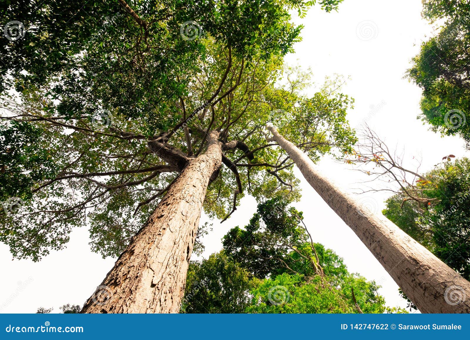 Bottom View of Tree in Jungle and Lighting of Morning.forest and ...