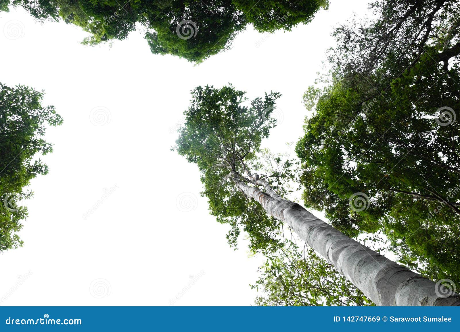 Bottom View of Tree in Jungle and Lighting of Morning.forest and ...