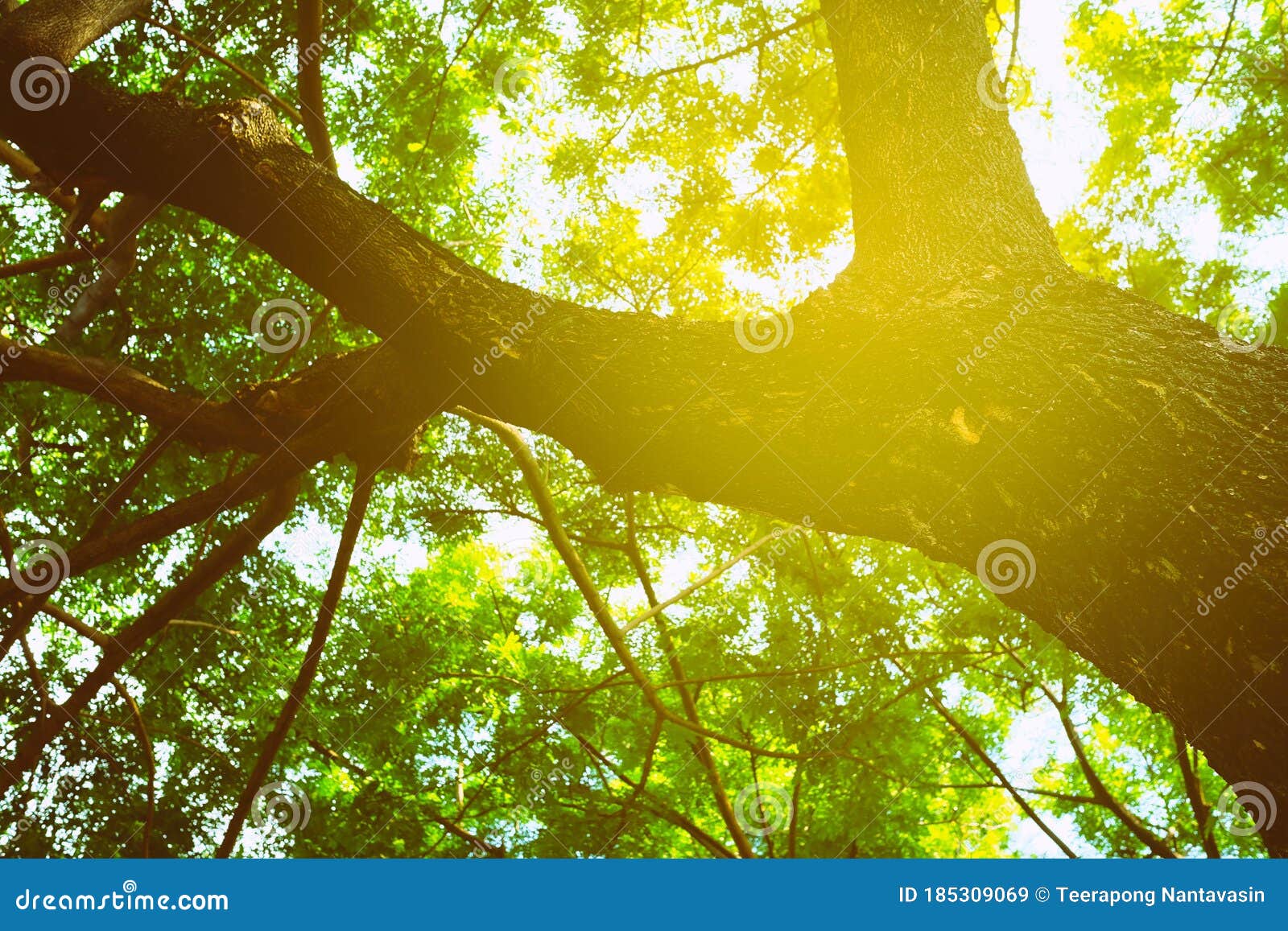 Bottom View of Tree in the Park Background with Sunrise Beam. Stock ...