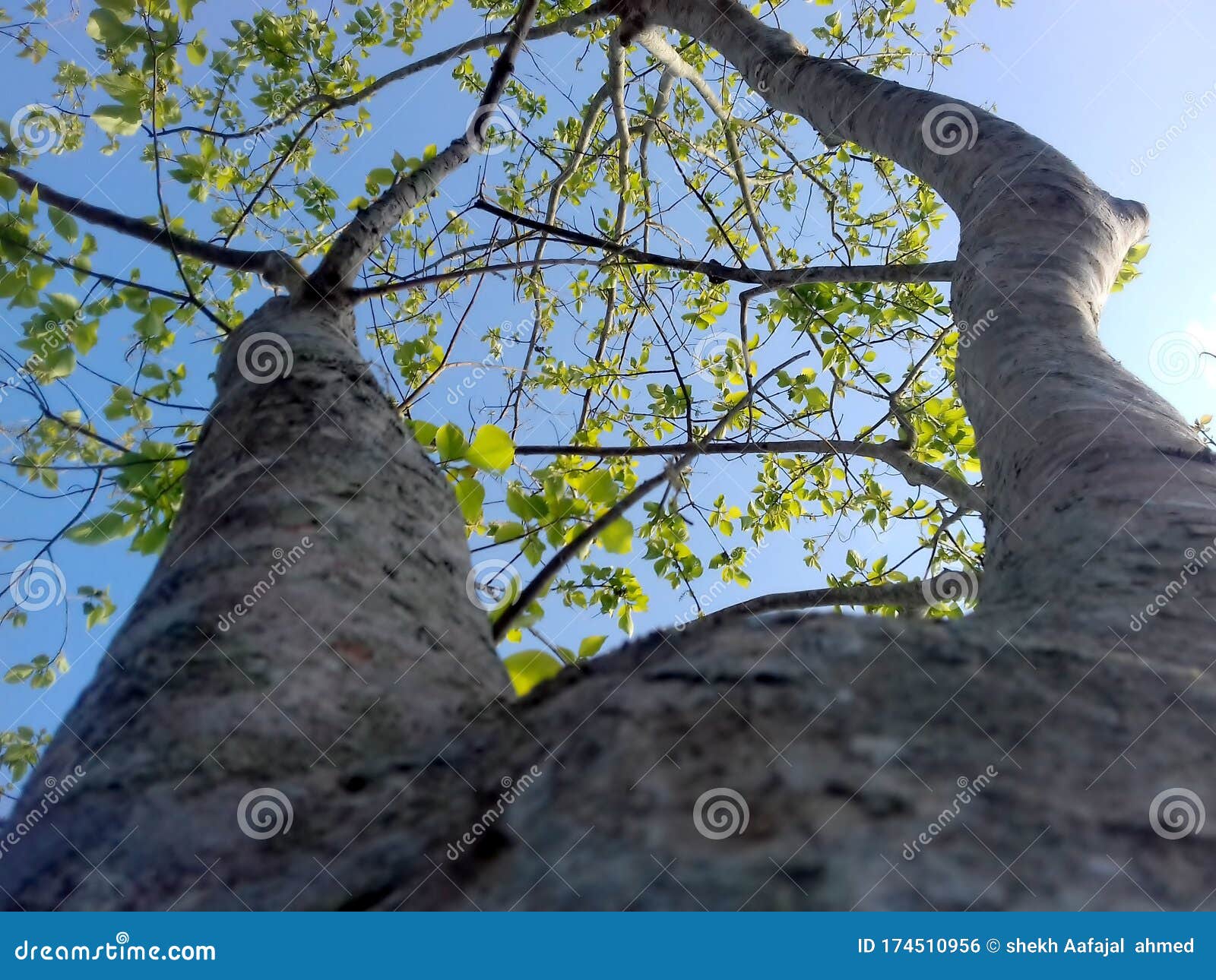 Bottom View of Tree in Sky Background .Green Tree Branches Nature Stock ...