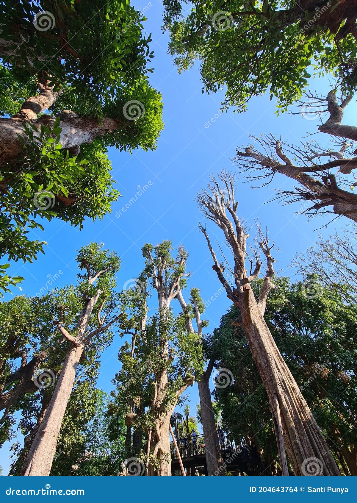 Bottom View of Tree Trunk To Green Leaves of Big Tree Stock Photo ...