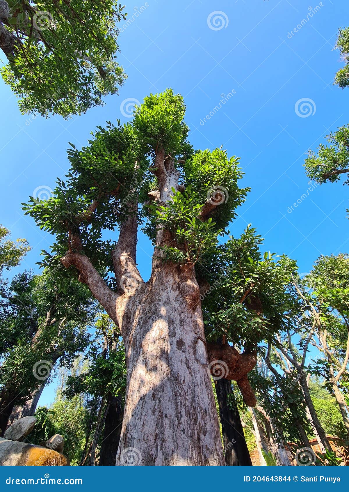 Bottom View of Tree Trunk To Green Leaves of Big Tree Stock Photo ...