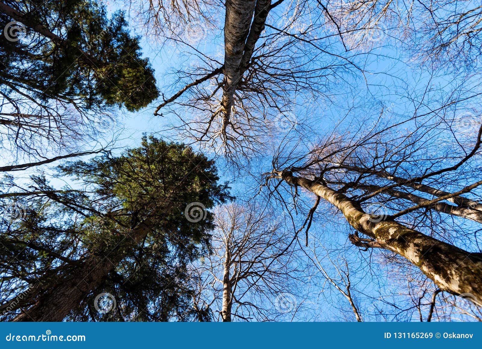 Bottom View of the Trees Against the Clear Sky Stock Image - Image of ...