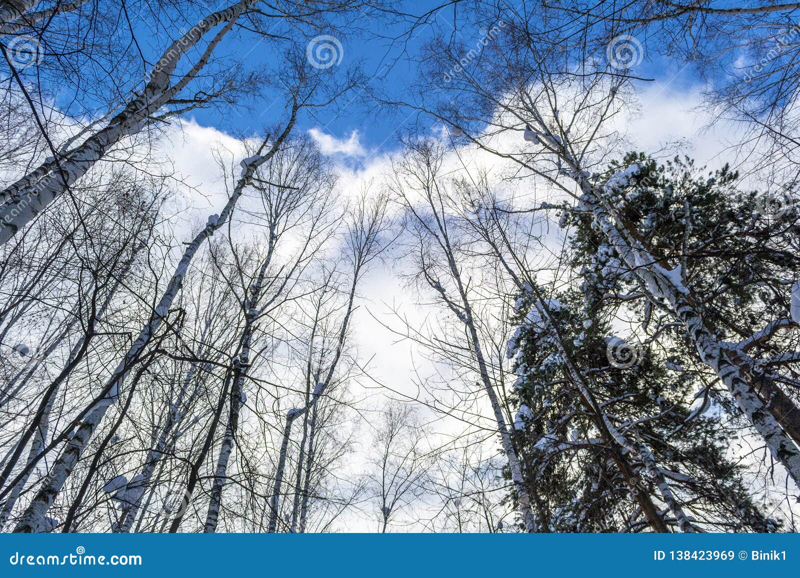 Bottom View of Trees and Firs, Covered with Snow in Winter. Stock Image ...