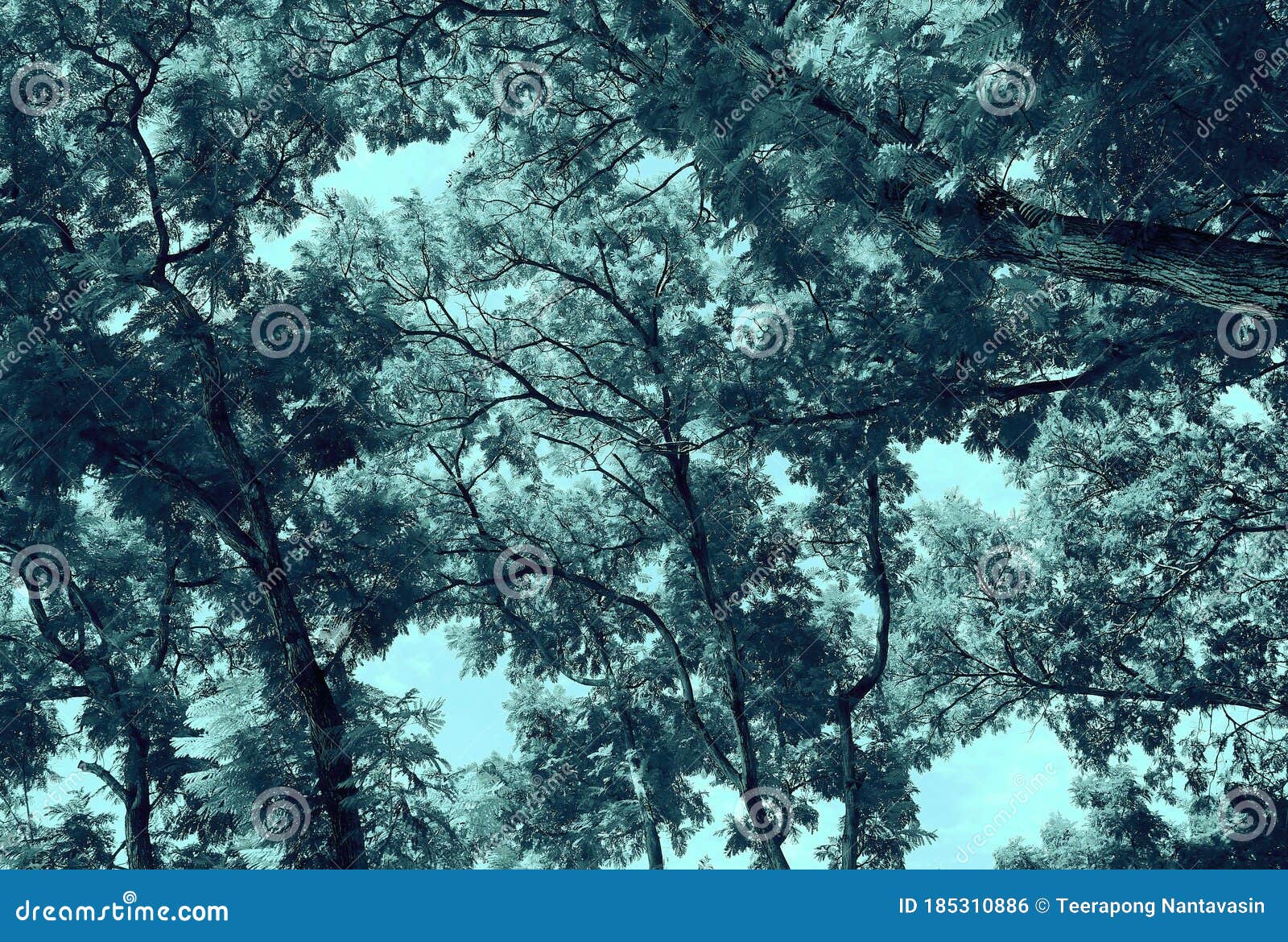 Bottom View of Trees in the Garden. Stock Photo - Image of outdoors ...