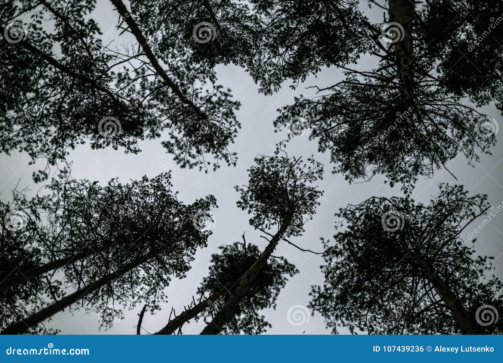 Bottom View of Trees in Pine Forest in Autumn. Stock Photo - Image of ...