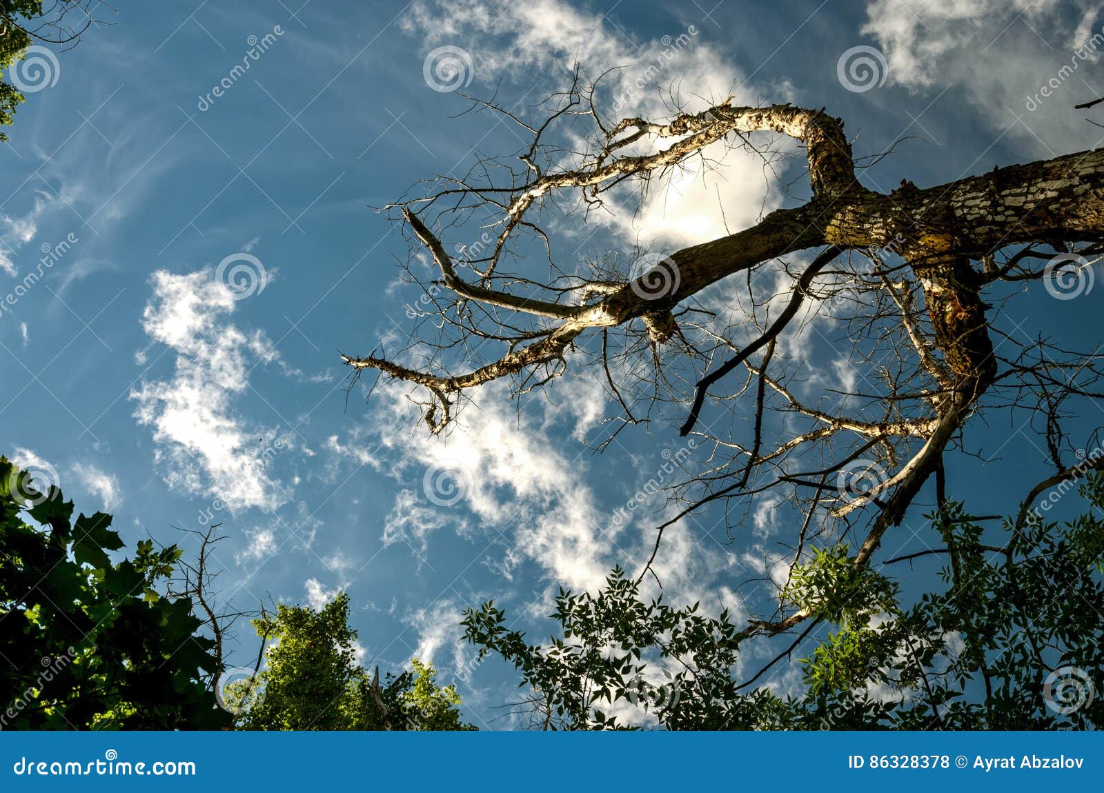 Bottom View of the Trees and the Sky with Clouds. Dead Tree Growing ...