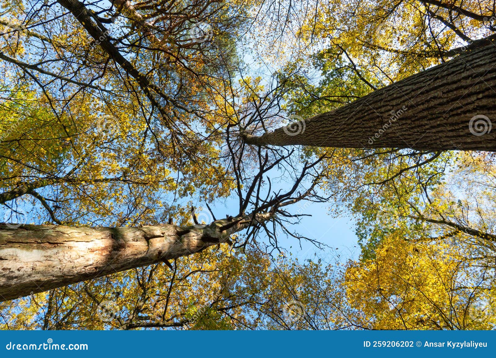 Bottom View of the Treetops in the Autumn Forest. Autumn Forest ...