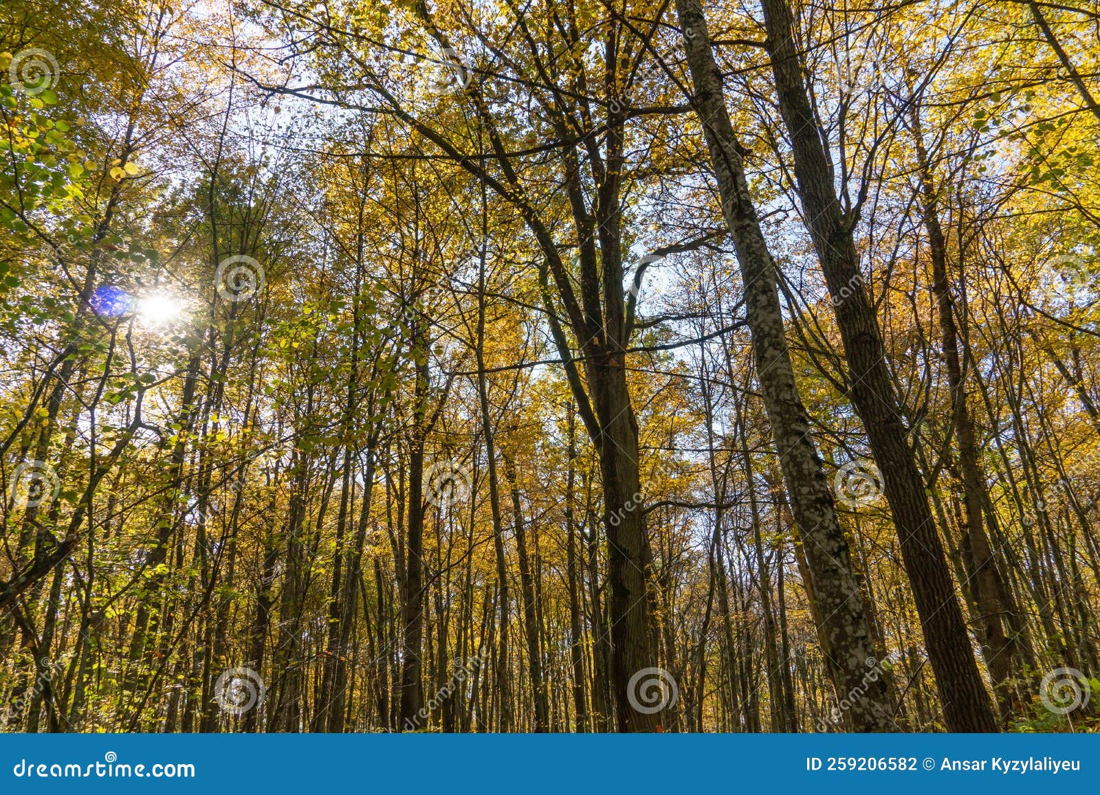Bottom View of the Treetops in the Autumn Forest. Autumn Forest ...