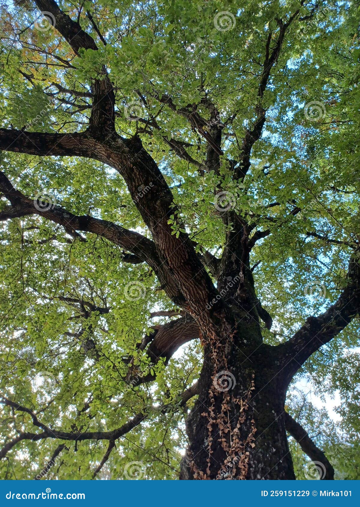 Bottom View of the Trunk and Canopy of a Large Green Tree Stock Image ...