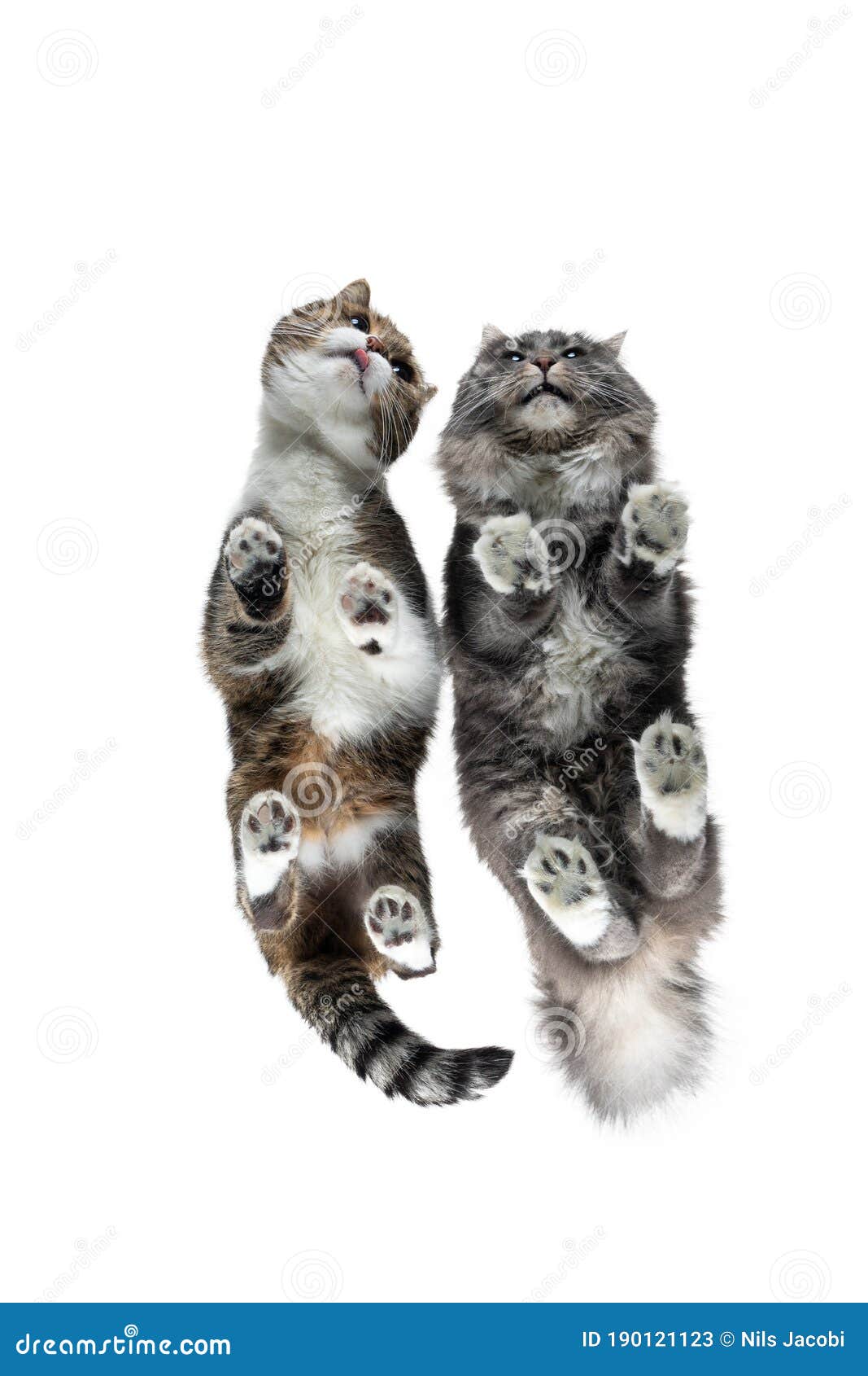 Bottom View of Two Different Breed Cats Stock Image - Image of sticking ...