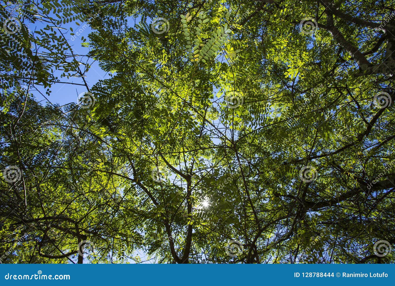 Bottom view up the trees. stock photo. Image of summer - 128788444