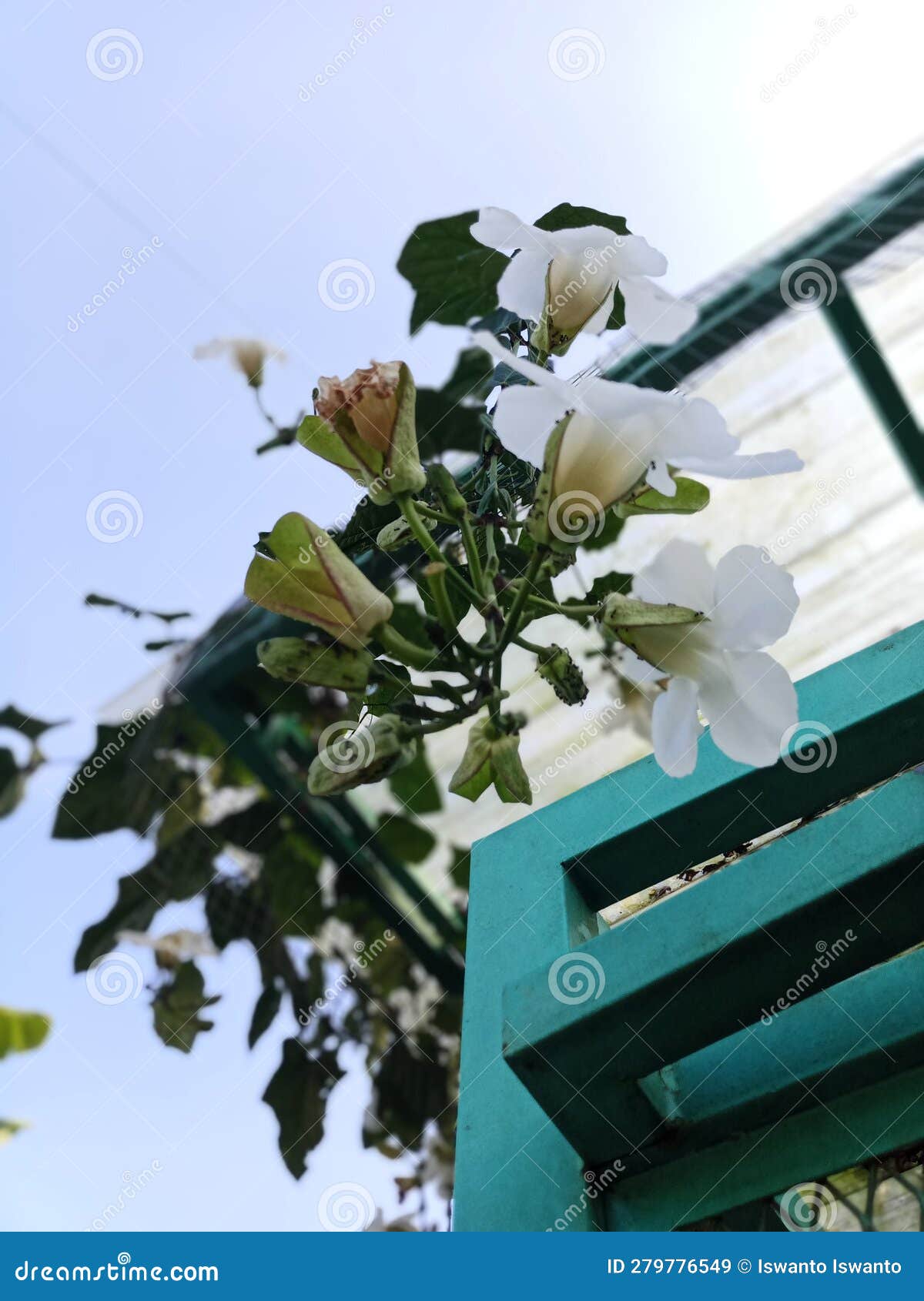 Bottom View of White Thunbergia Flower Buds Stock Image - Image of ...