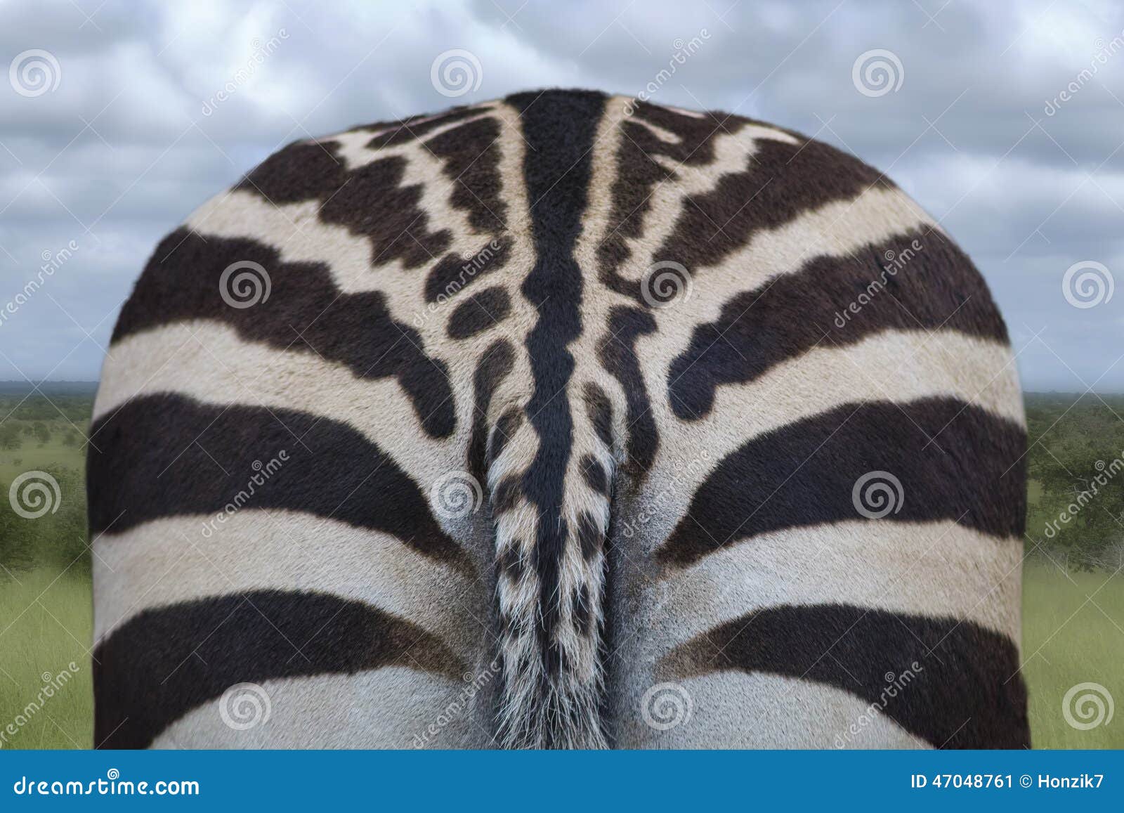 Bottom of a zebra stock image. Image of white, black - 47048761