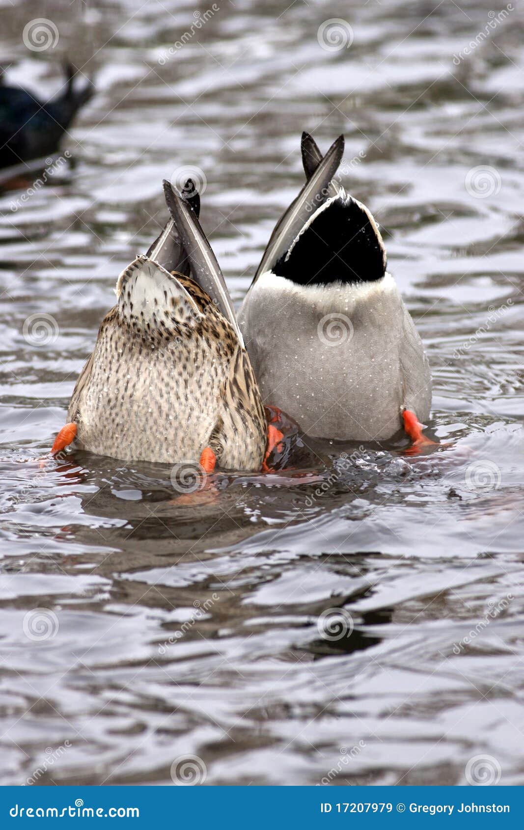 Bottoms up. stock image. Image of swim, blue, animal - 17207979