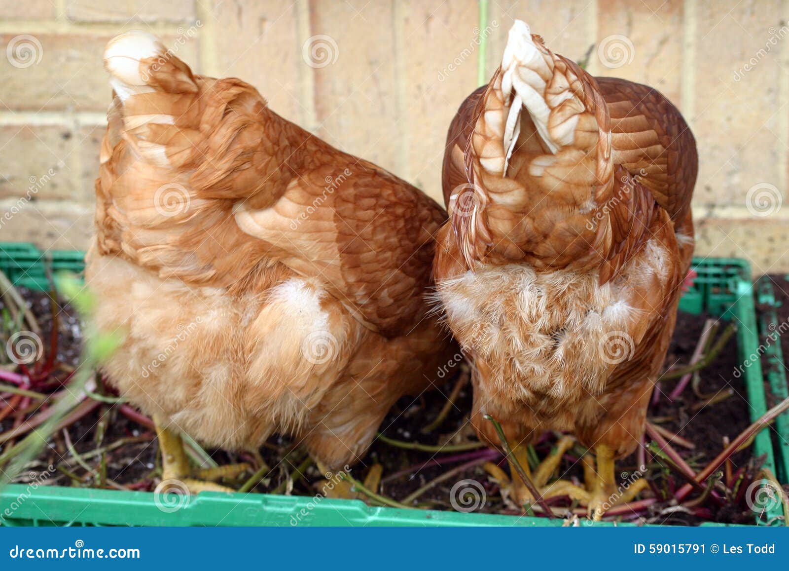 Bottoms up stock image. Image of funny, hens, chickens - 59015791