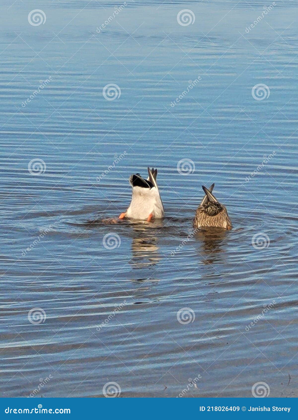 Bottoms up Ducks stock image. Image of yellow, ducks - 218026409