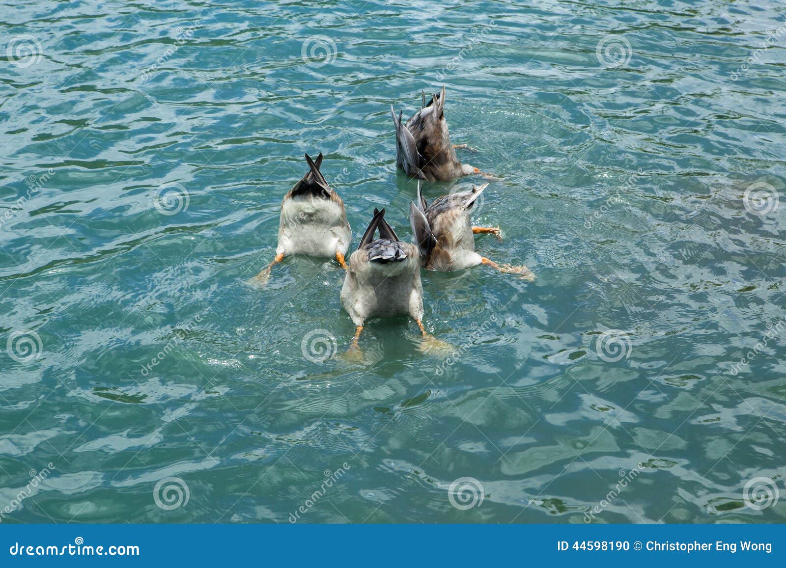 Bottoms Up stock photo. Image of animal, feather, mallard - 44598190