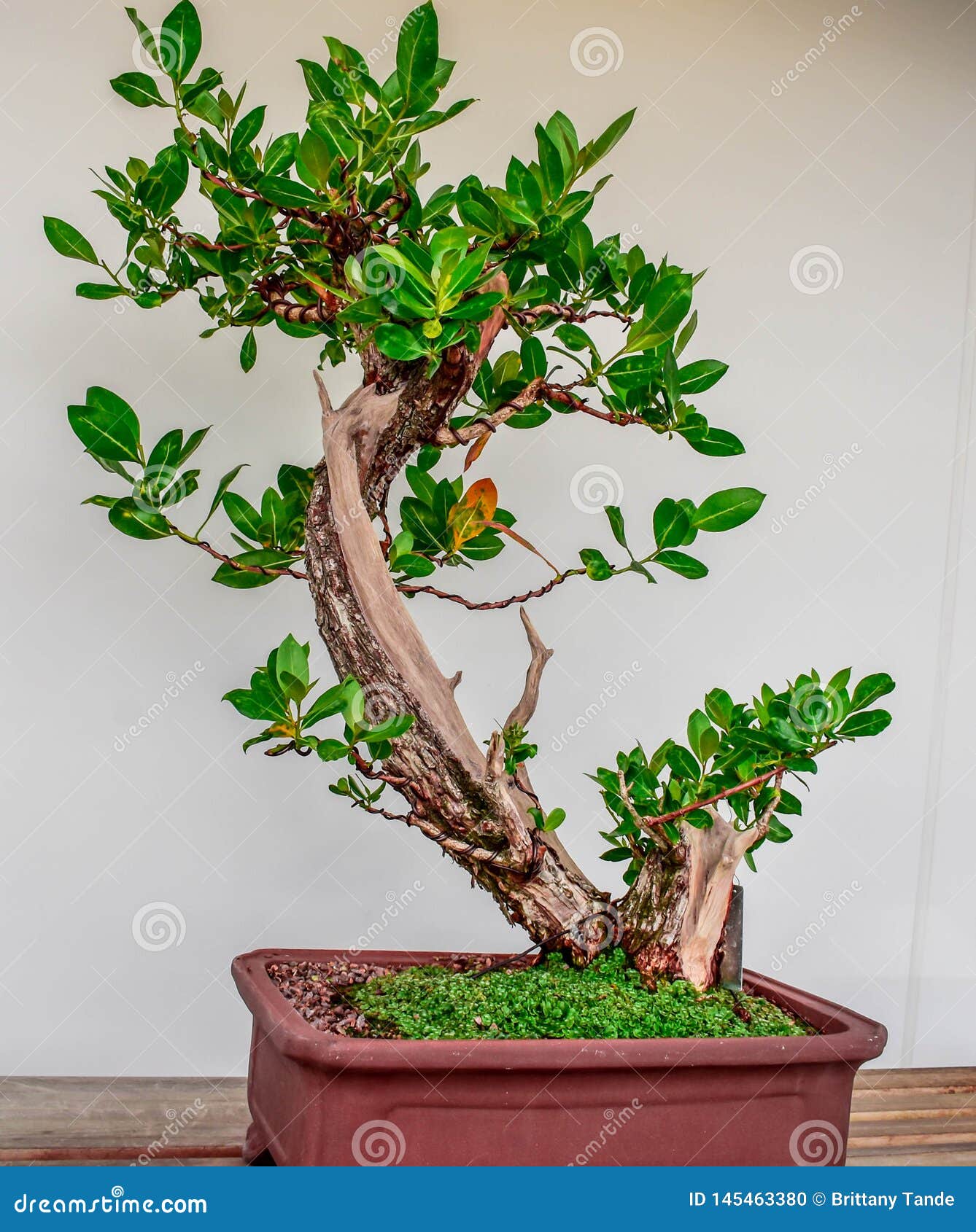 Buttonwood Bonsai Tree stock photo. Image of bottonwood - 145463380