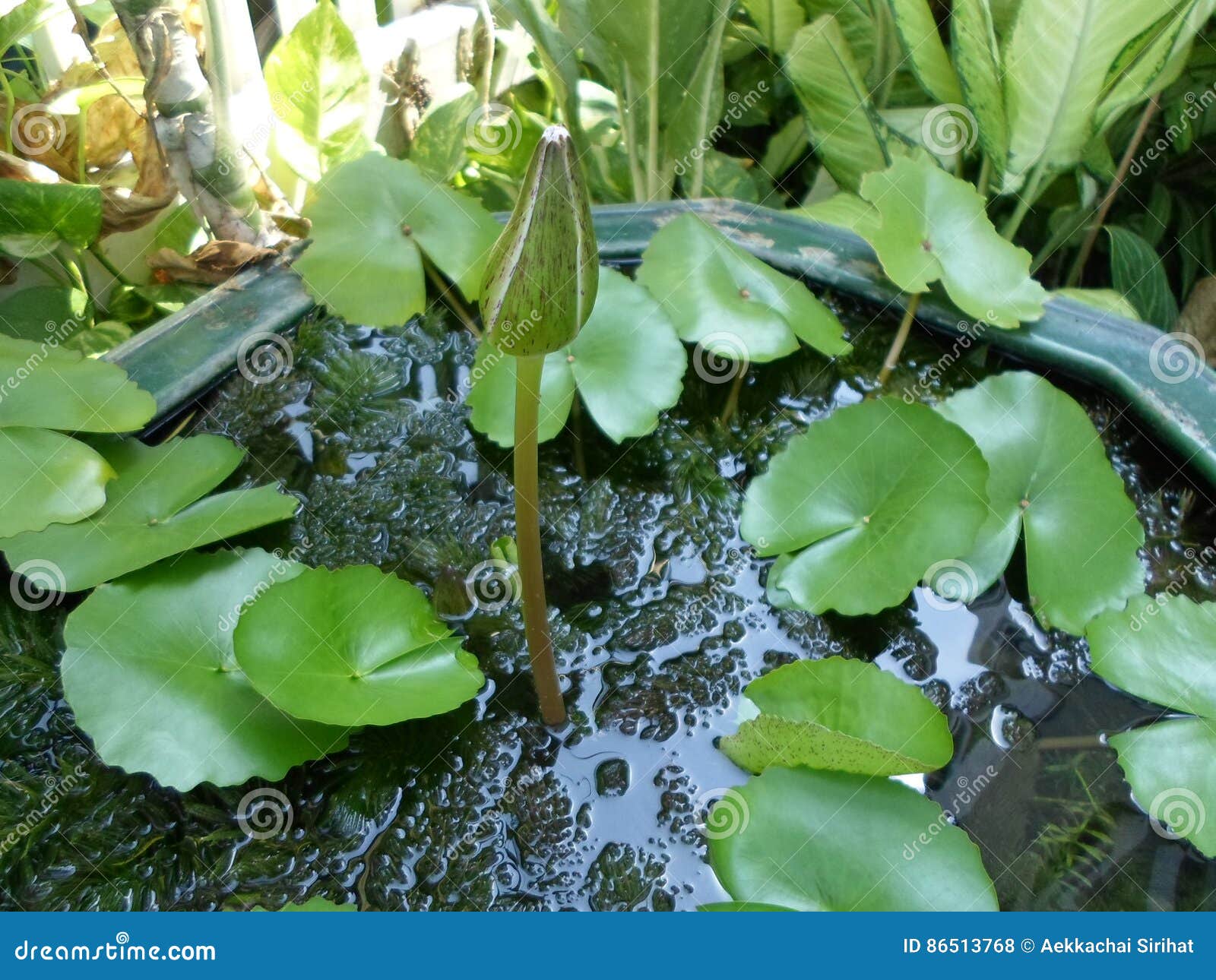 Botum Lotus Stock Photos - Free & Royalty-Free Stock Photos from Dreamstime