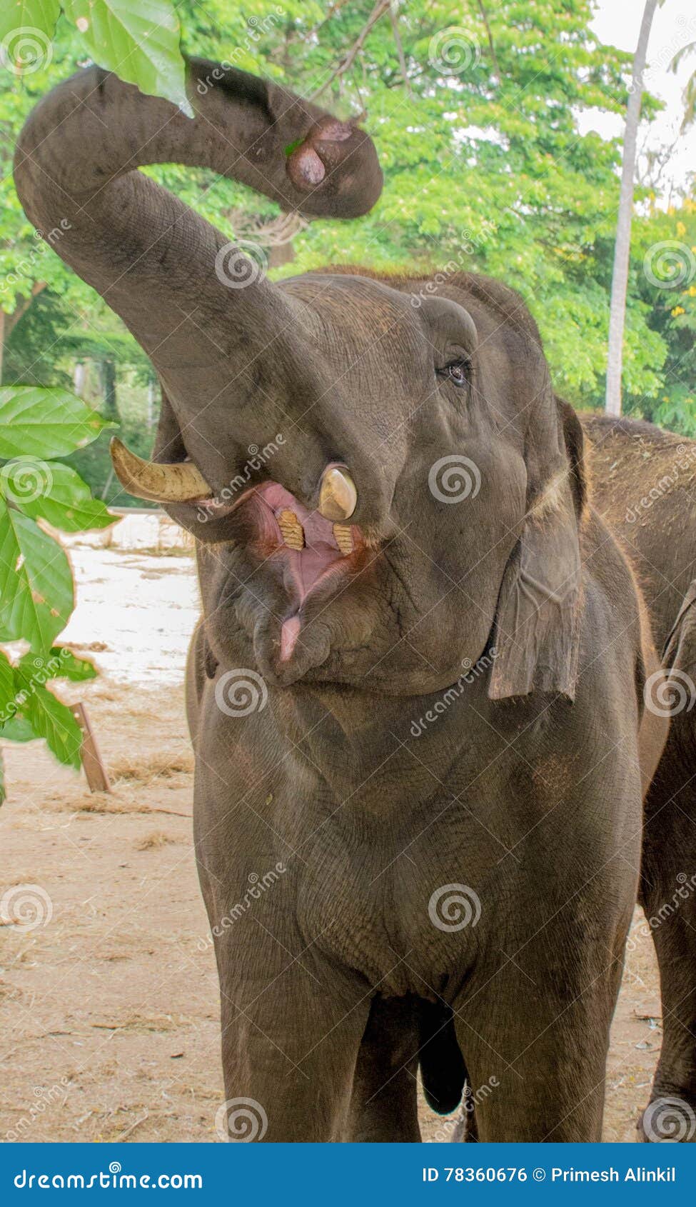Bouche d'éléphants photo stock. Image du masculin, langue - 78360676