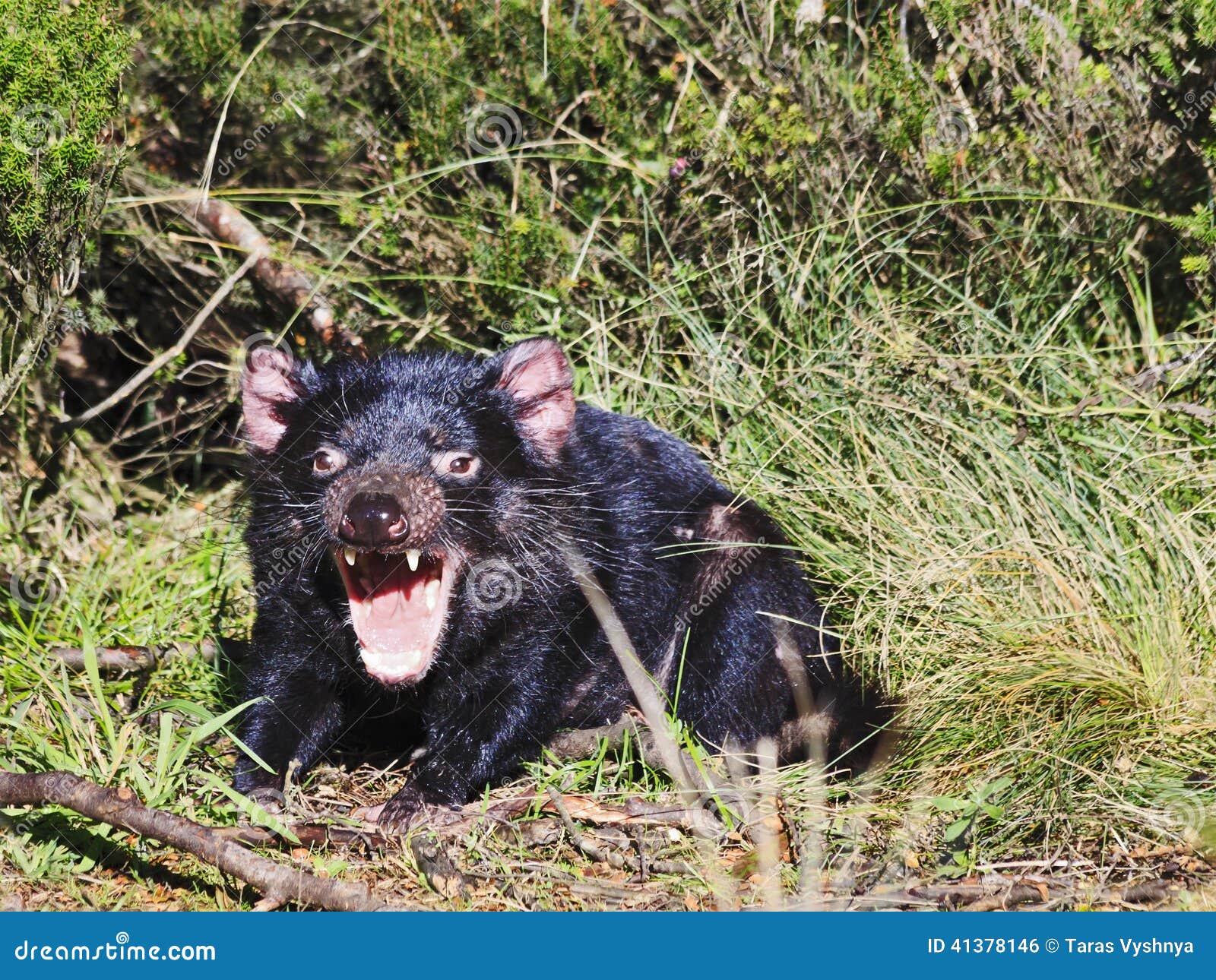 Bouche Ouverte Du Diable Tasmanien 02 Photo stock - Image du captivité ...