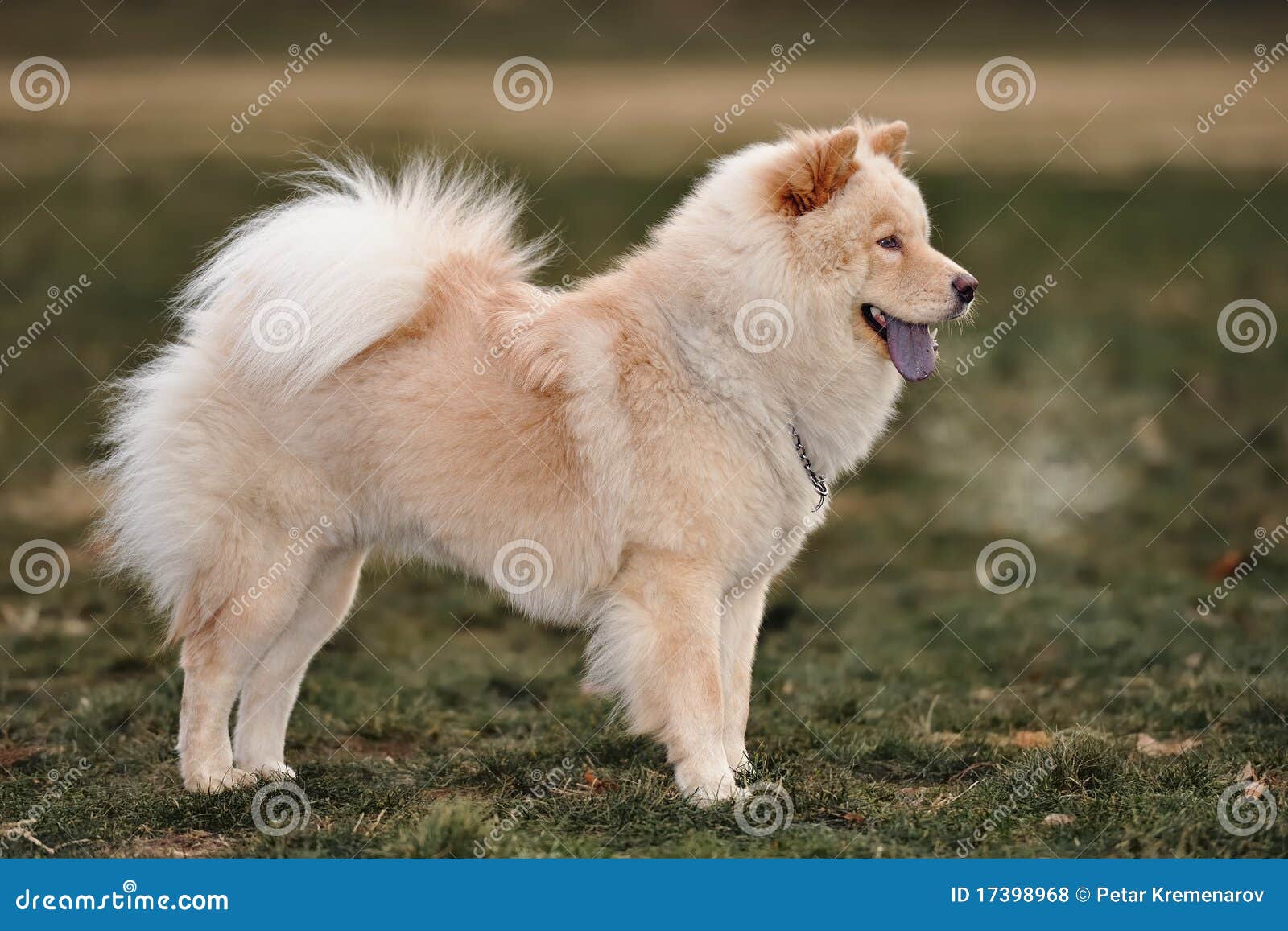 Bouffe de bouffe photo stock. Image of multiplié, crabot - 17398968