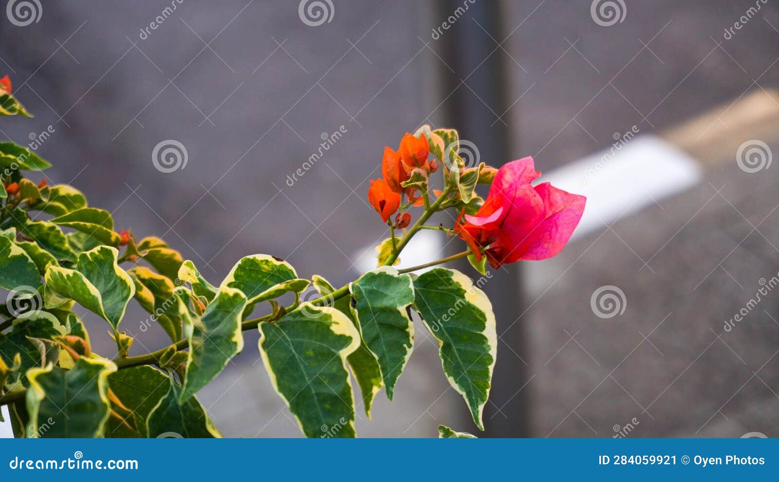 Bougainvillea or Bugenvil Flower in the Park Stock Image - Image of ...