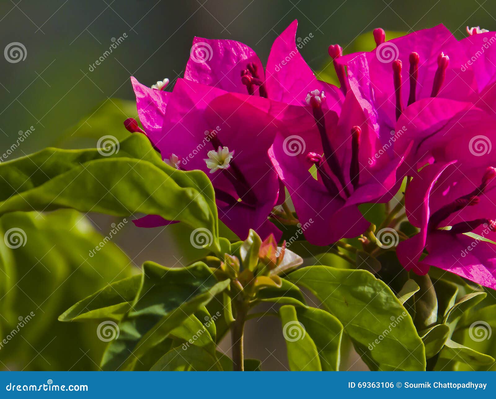 Complement Colors Flower Stock Photos - Free & Royalty-Free Stock ...