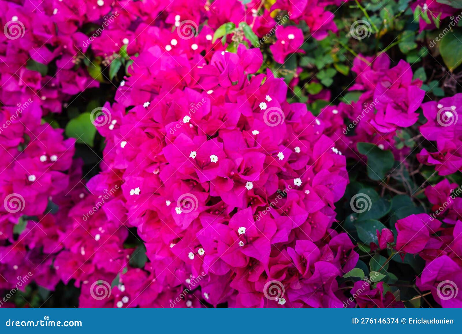 Grand Cayman-Bougainvillea Flowers Stock Photo - Image of bougainvillea ...