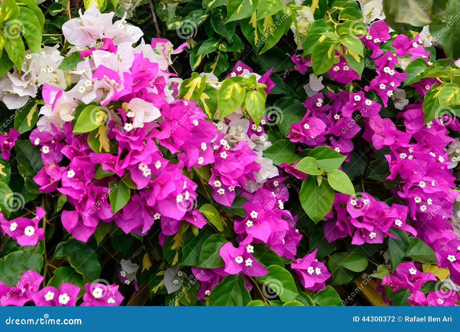 189 Bugambilia Bush Stock Photos - Free & Royalty-Free Stock Photos ...