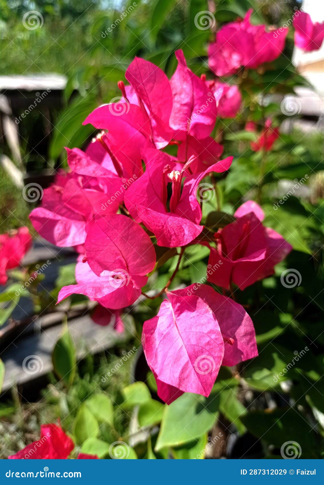 Bougainvillea Galbra Pink in the Yard Stock Image - Image of pink ...