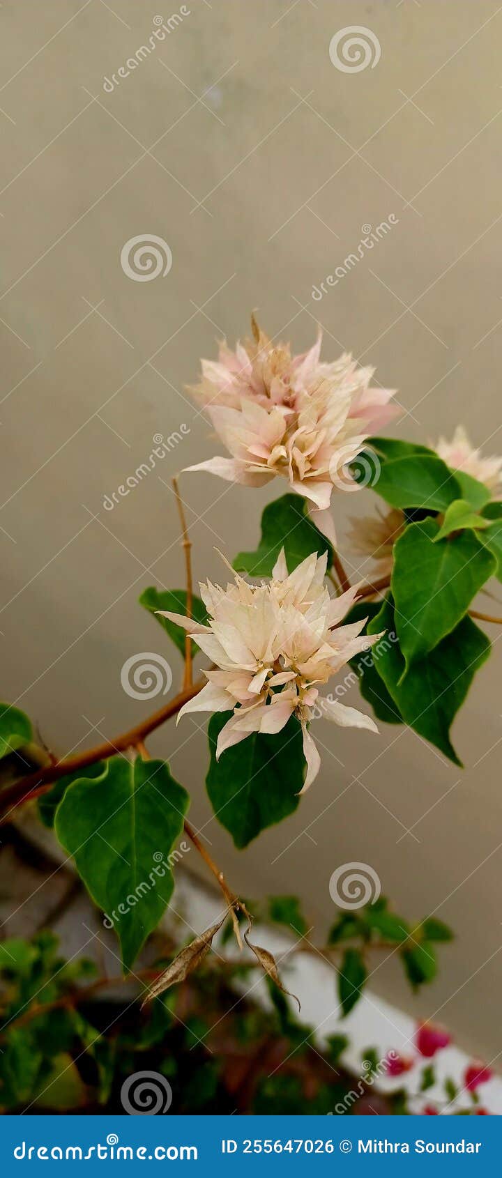 Bougainvillea Glabra a Bougainvillea Ou Flor Menor Foto de Stock ...