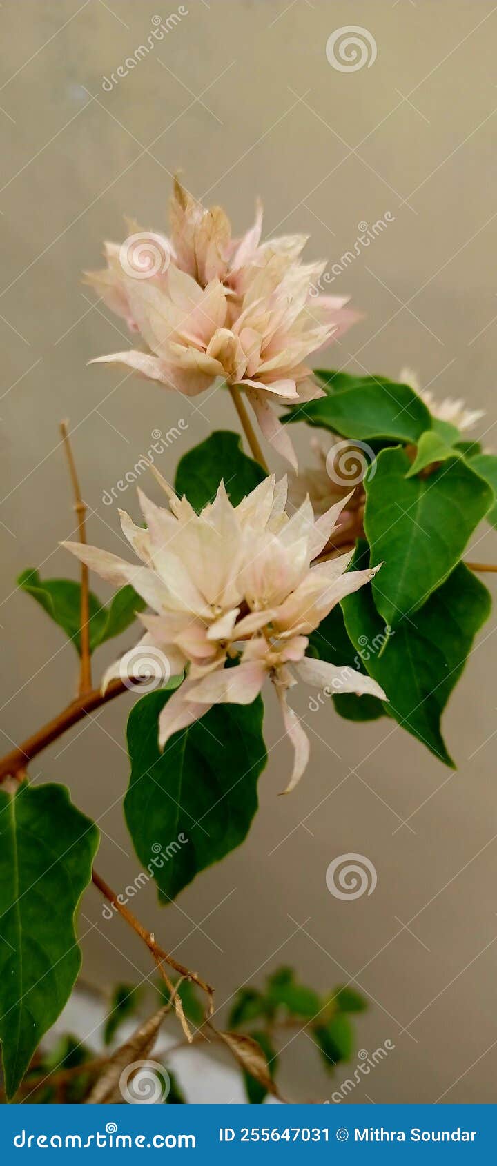 Bougainvillea Glabra a Bougainvillea Ou Flor Menor Imagem de Stock ...