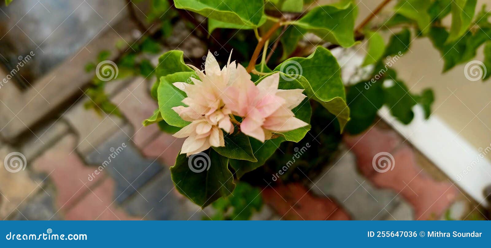Bougainvillea Glabra a Bougainvillea Ou Flor Menor Foto de Stock ...
