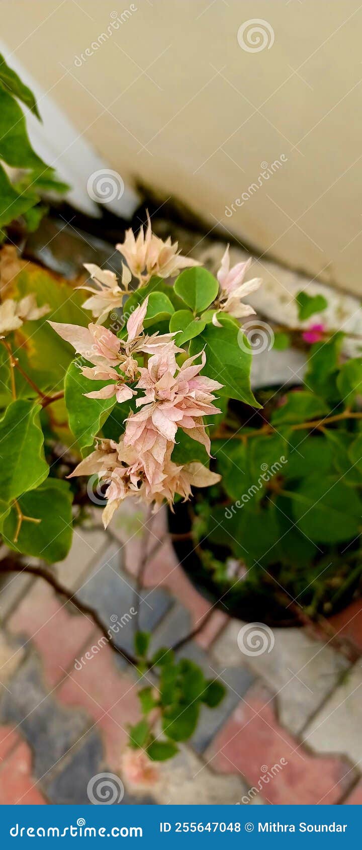 Bougainvillea Glabra a Bougainvillea Ou Flor Menor Foto de Stock ...