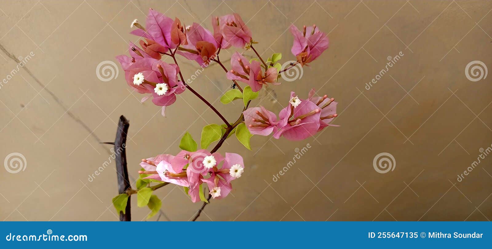 Bougainvillea Glabra a Bougainvillea Ou Flor Menor Imagem de Stock ...