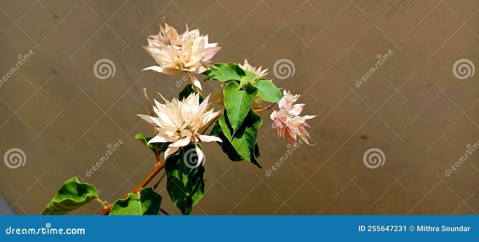 Bougainvillea Glabra a Bougainvillea Ou Flor Menor Imagem de Stock ...