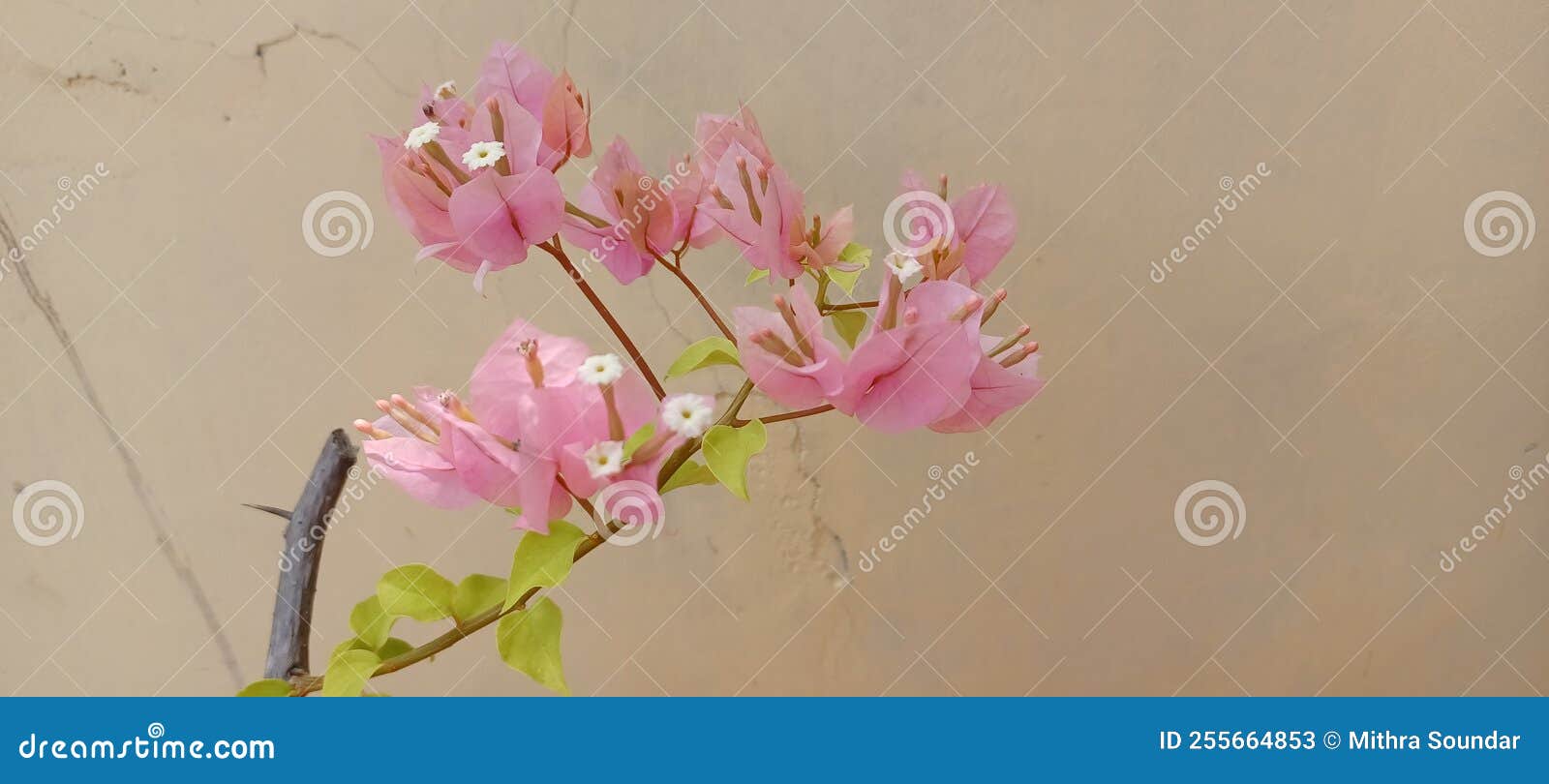 Bougainvillea Glabra a Bougainvillea Ou Flor Menor Imagem de Stock ...
