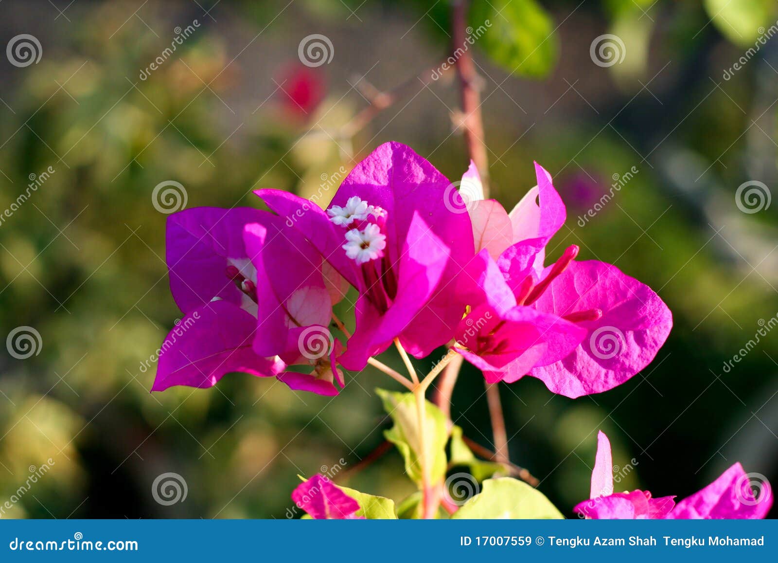 Bougainvillea II stock image. Image of morning, garden - 17007559