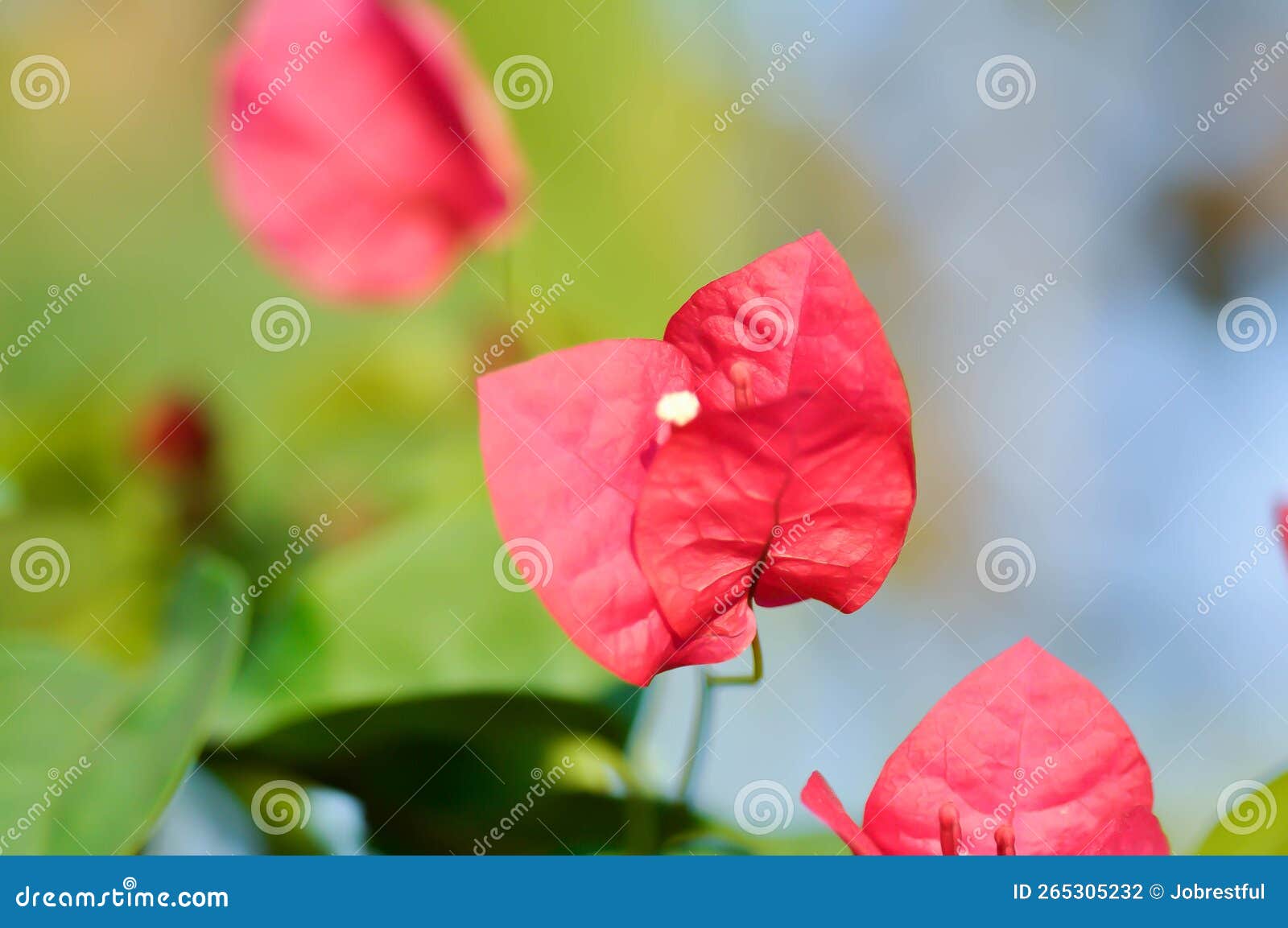 Bougainvillea or Paper Flower , Red Paper Flower Stock Photo - Image of ...
