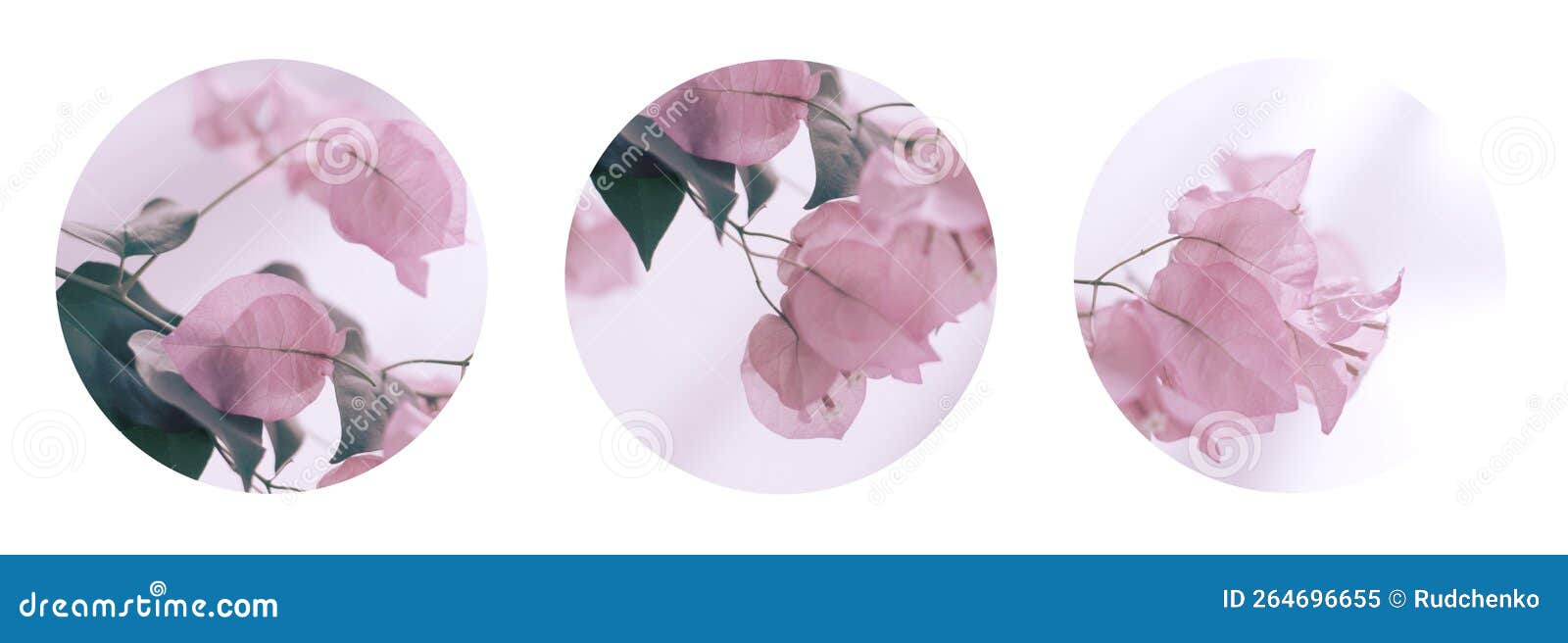 Bougainvillea Pink Flower on Light and Shadow Horizontal Background ...