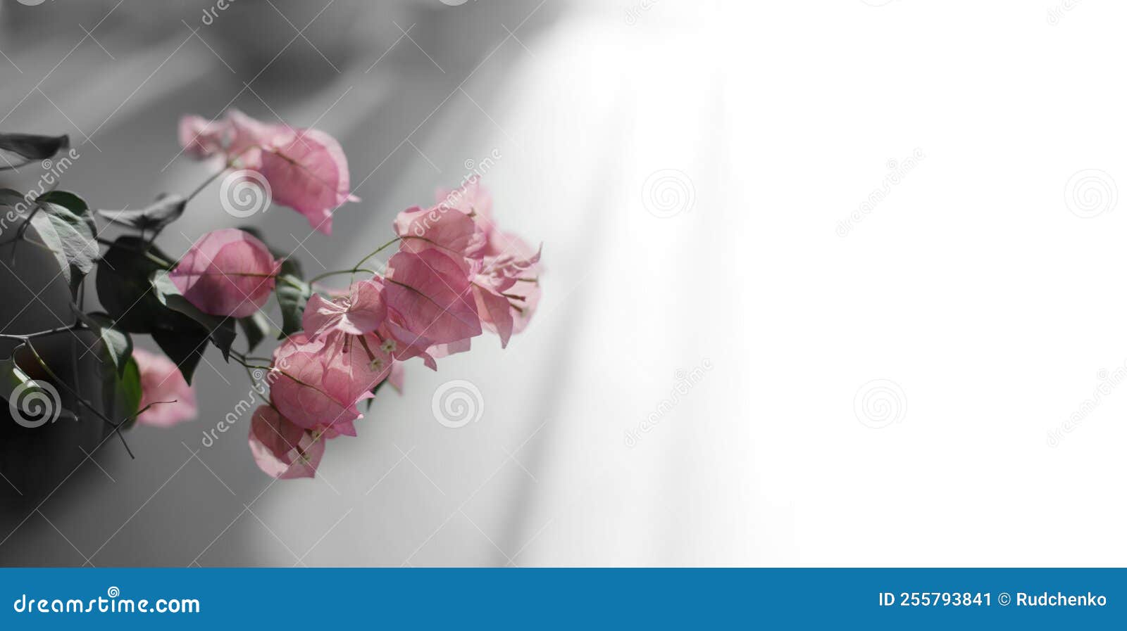 Bougainvillea Pink Flower on Light and Shadow Horizontal Long ...