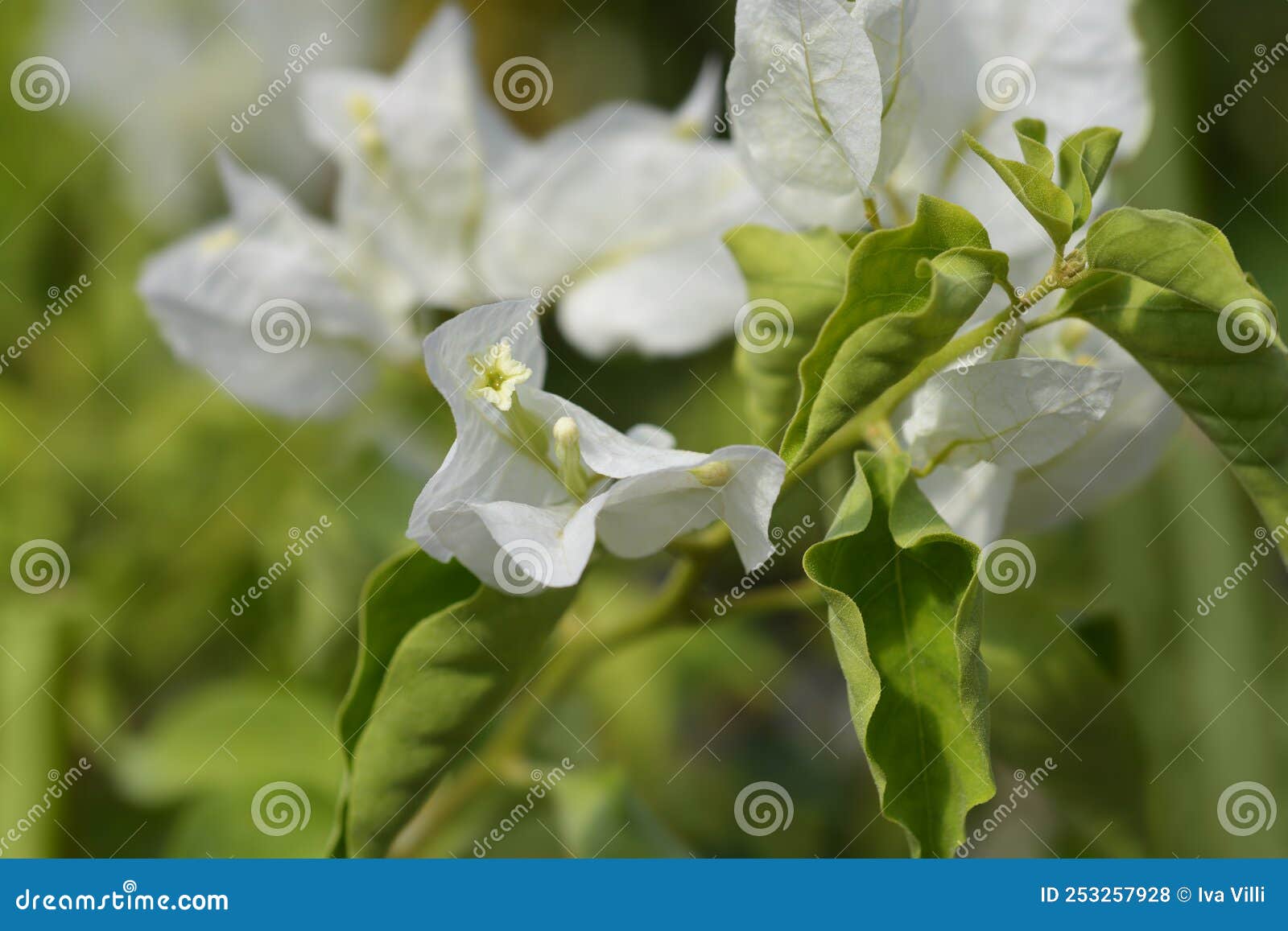Bougainvillea stock photo. Image of pyramid, flower - 253257928