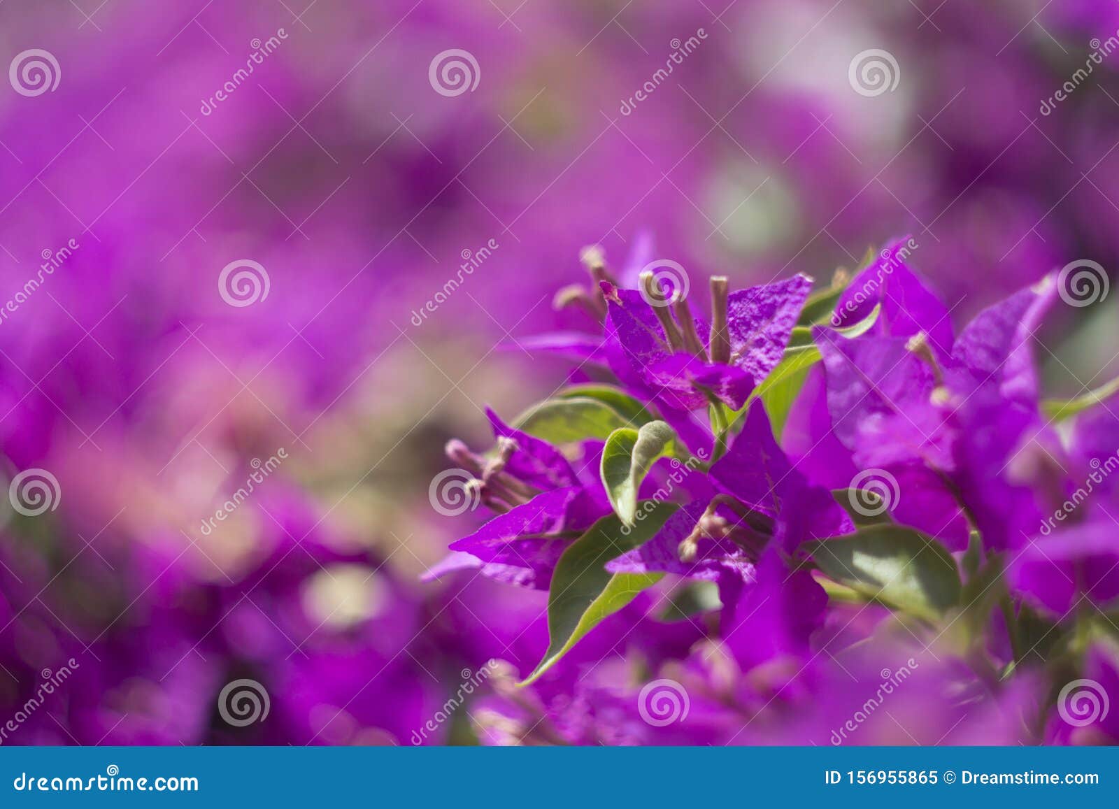 Bouganville Flower at a Garden Stock Image - Image of bouganville ...