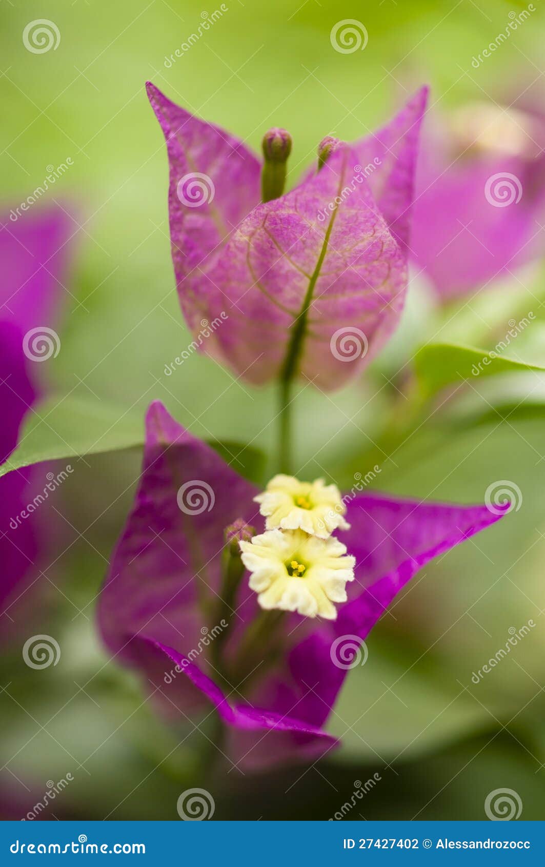 Bouganville flower closeup stock photo. Image of color - 27427402