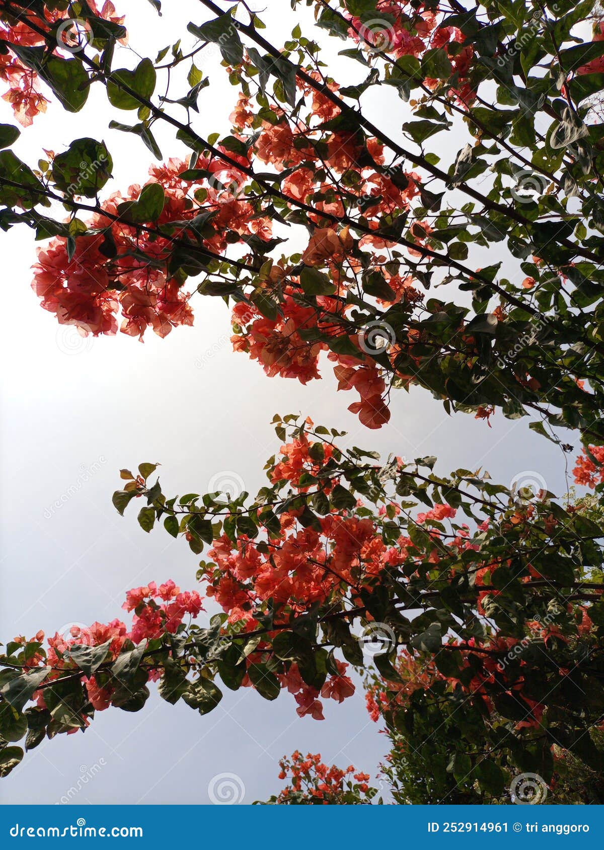 Bougenvile flower tree stock image. Image of evergreen - 252914961