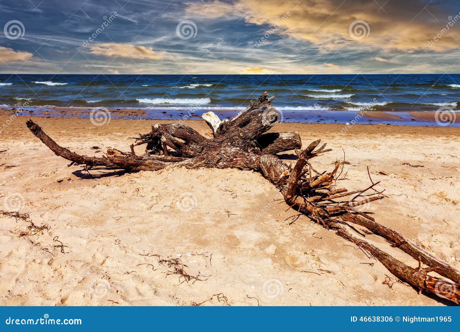 Bough on the beach stock photo. Image of shore, beach - 46638306