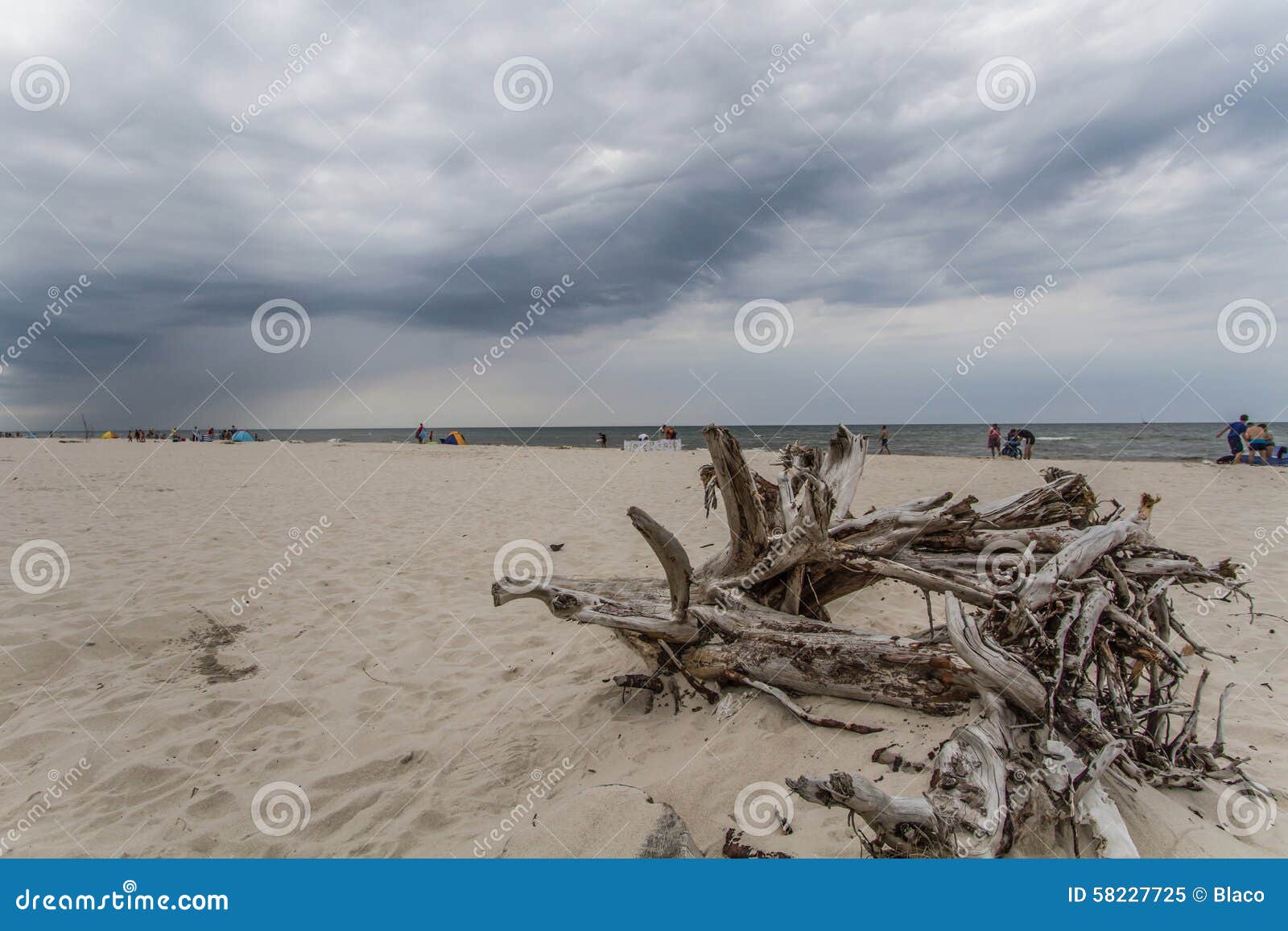 Bough on the beach editorial image. Image of beach, beauty - 58227725