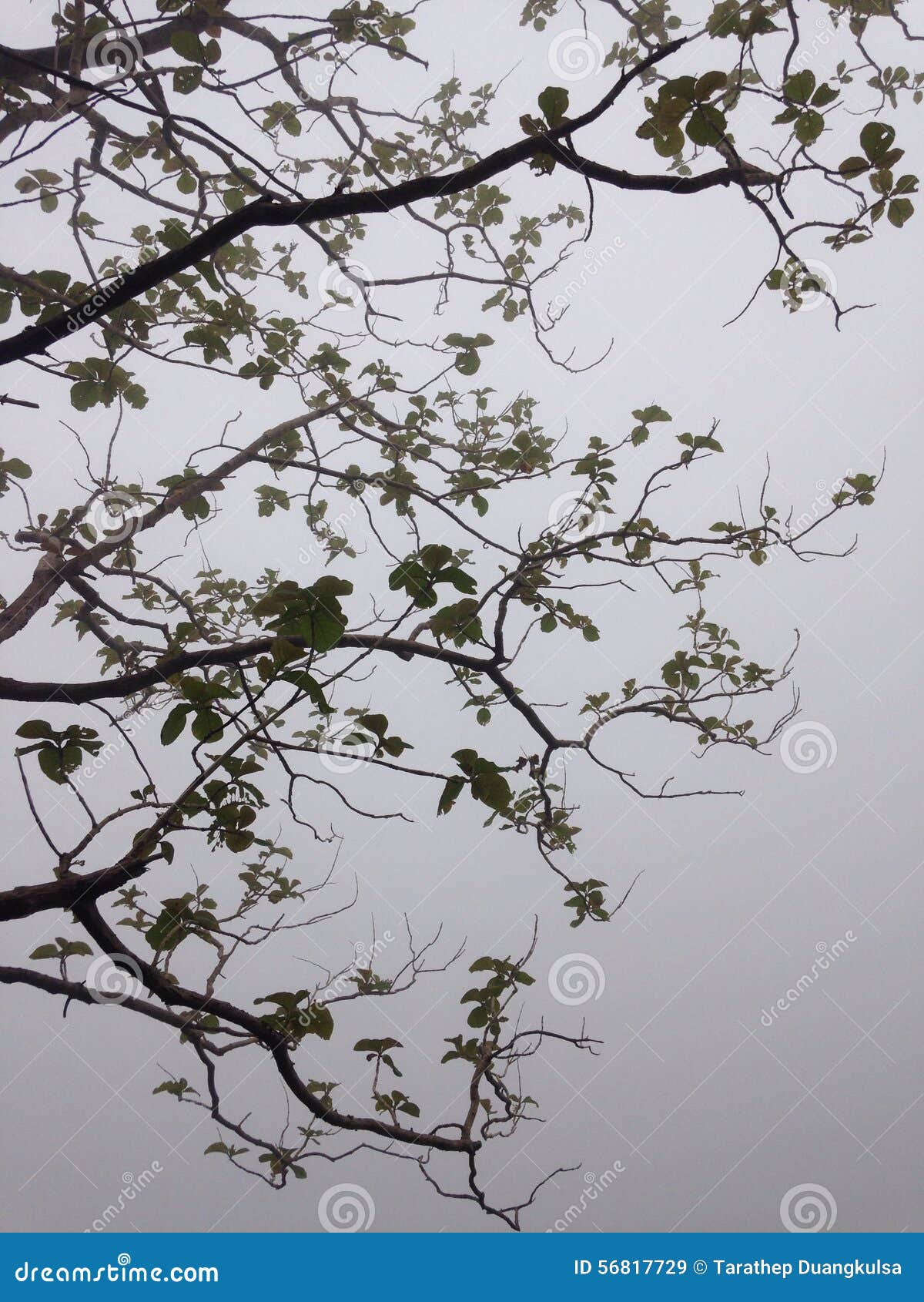 Bough stock image. Image of nature, leaves, bough, view - 56817729
